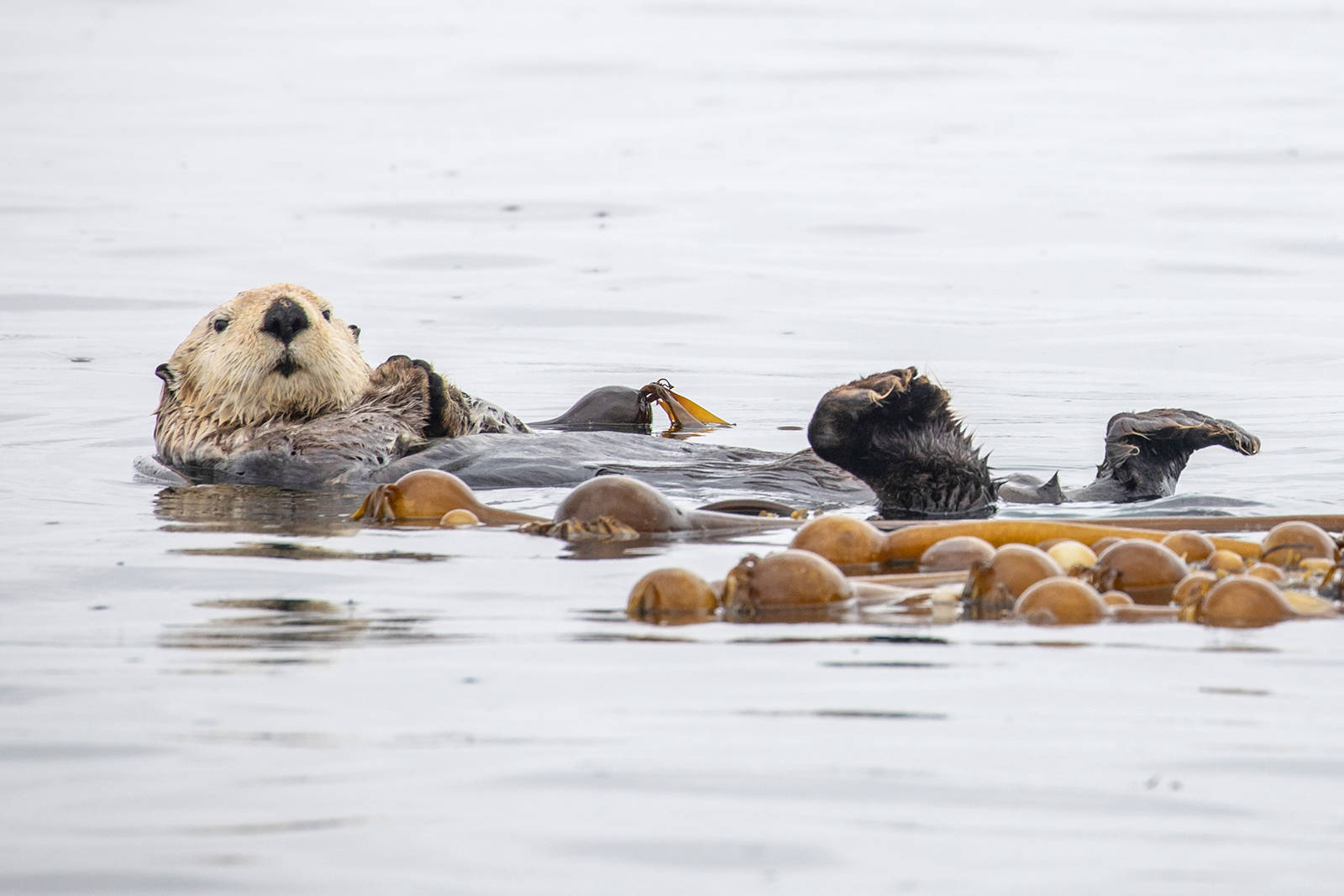 Sea Otters Return to Haida Gwaii | West Coast Traveller