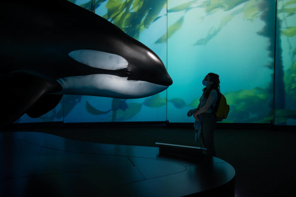 Royal BC Museum exhibit dives into the world of orcas - West Coast ...