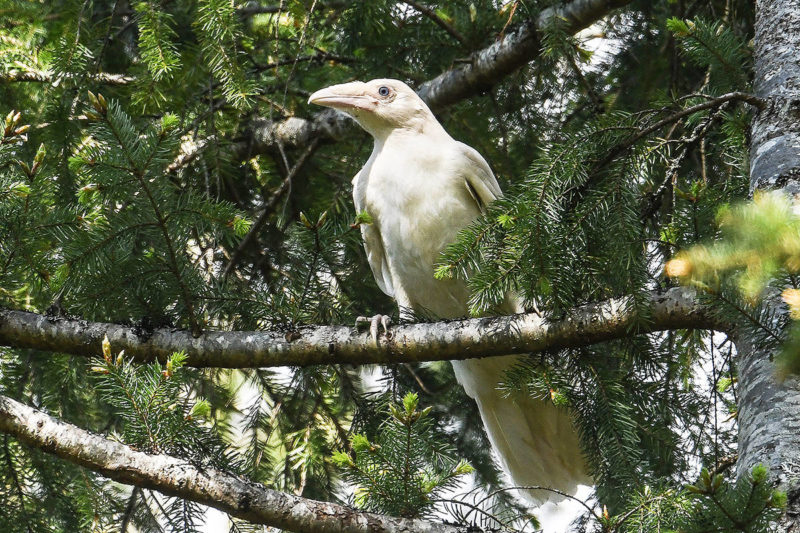 Legend continues as iconic white raven spotted once again in Coombs ...