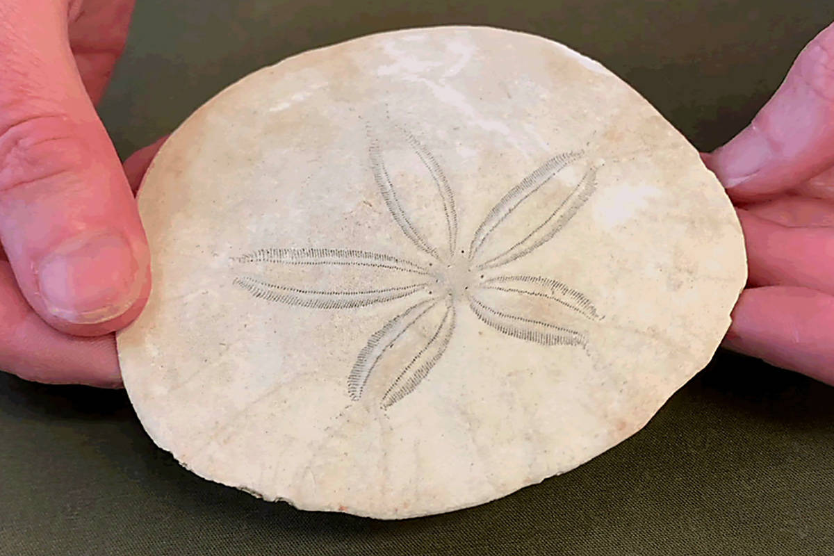 The peculiar life of Vancouver Island’s Pacific sand dollar - West ...