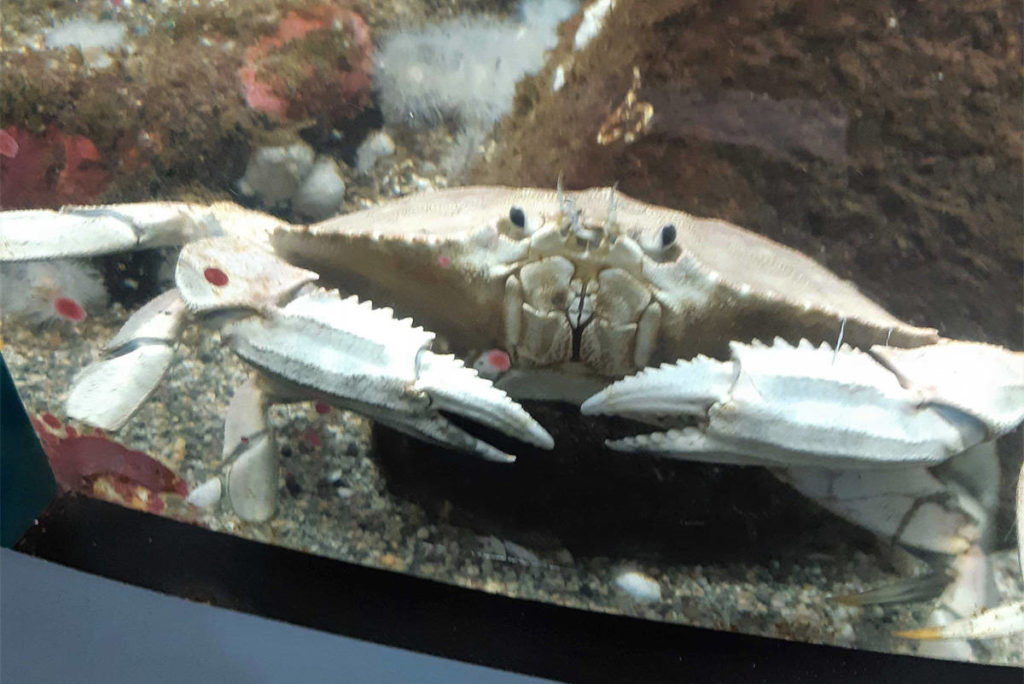 Meet Walter: The rare white crab who’s one in a million … or 6 million ...