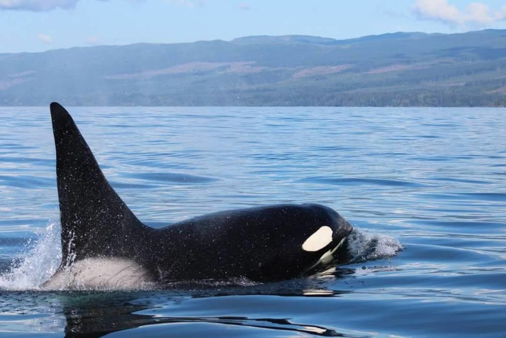 Ruffles, Patches and Flame — learn whale names and where to find them ...