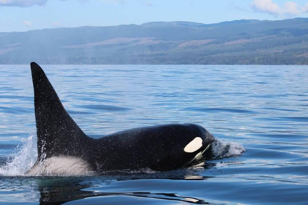 Ruffles, Patches and Flame — learn whale names and where to find them ...