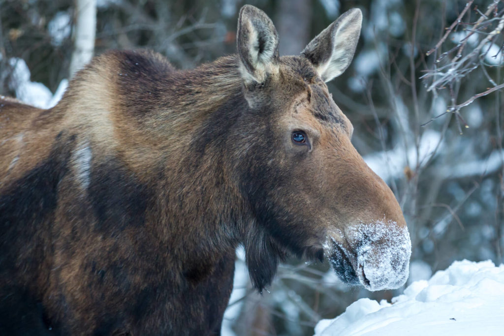 ‘Cold, hungry and cranky:’ Give moose their space - West Coast Traveller