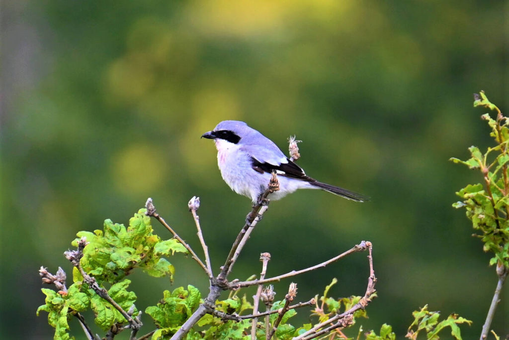 Rare, predatory songbird tops Greater Victoria spring sightings - West ...