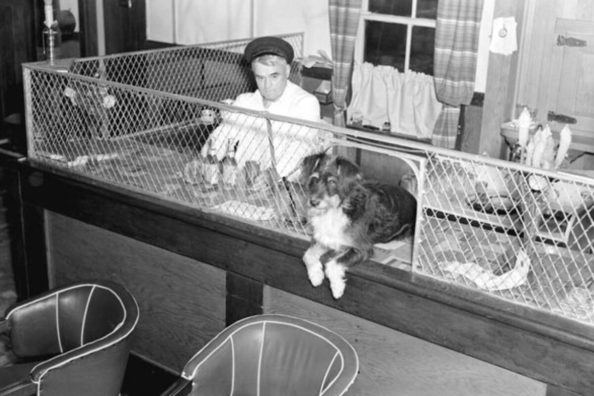 Vancouver Island town plans celebration for Mike, B.C.’s famous ...