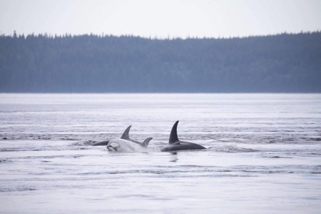 Rare white orca from California spotted taking a big family trip to B.C ...