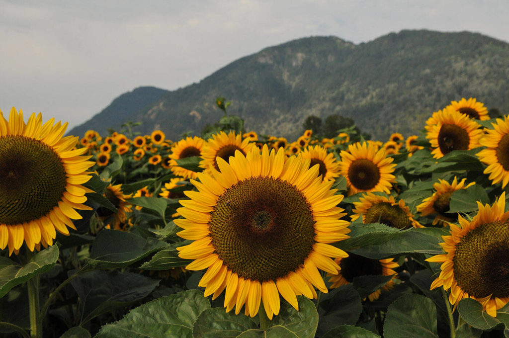 Summery, sky-high sunflowers star in Chilliwack Sunflower Festival ...
