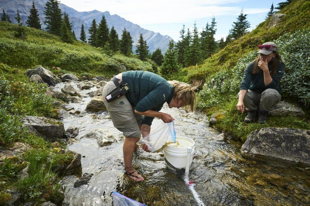 ‘First time in 50 years’: Native trout returned to alpine lake in Banff ...