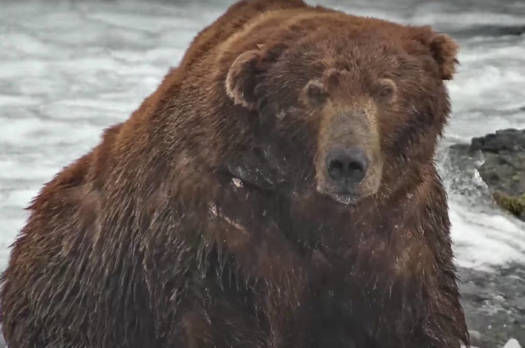 Katmai National Park Crowns Fat Bear | West Coast Traveller