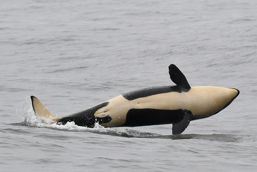 Girls just want to have chum: New southern resident killer whale a ...