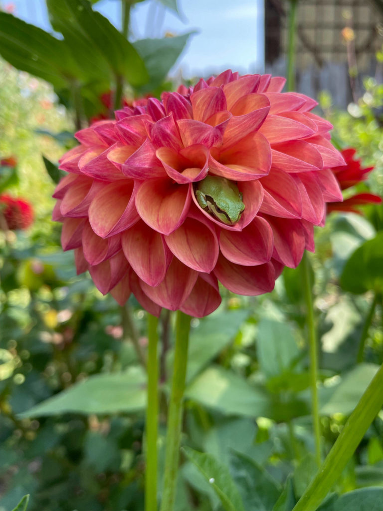 Tiny Pacific tree frogs find the ‘perfect little home’ in dahlias on ...