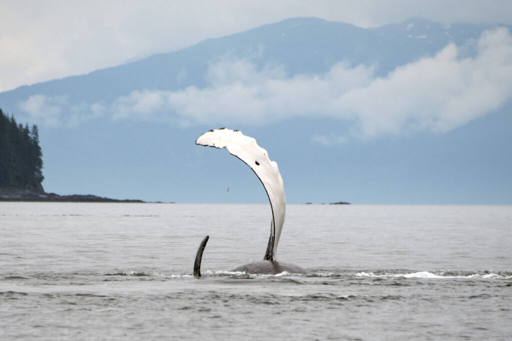 Researchers composing scientific symphony of B.C. whale song data ...