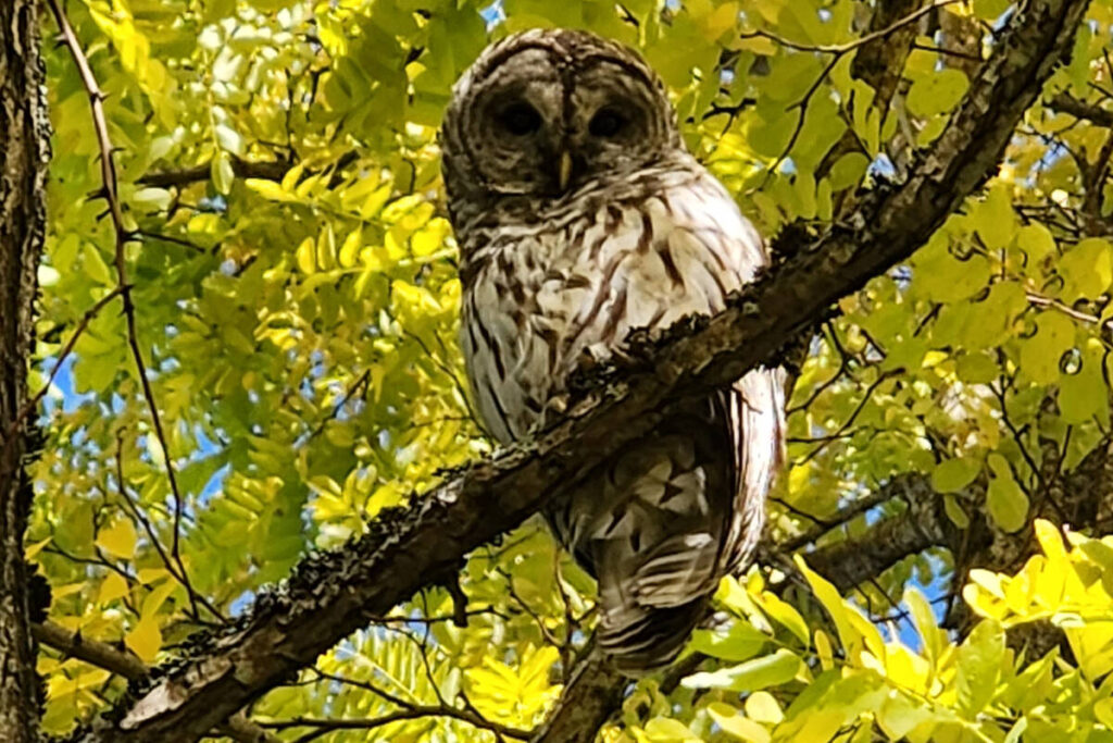 Owl spotting hits a high in Greater Victoria with amazing images - West ...