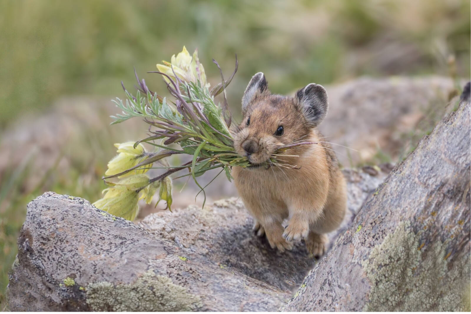 Pika Watch: Volunteers head into Columbia River Gorge to track cute ...